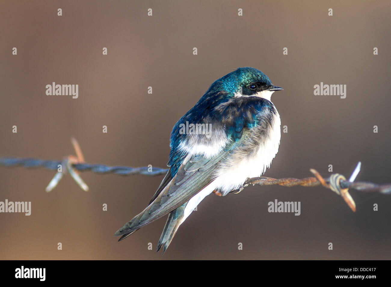 Tree Swallow (Tachycineta bicolor) Perched on wire showing beautiful ...