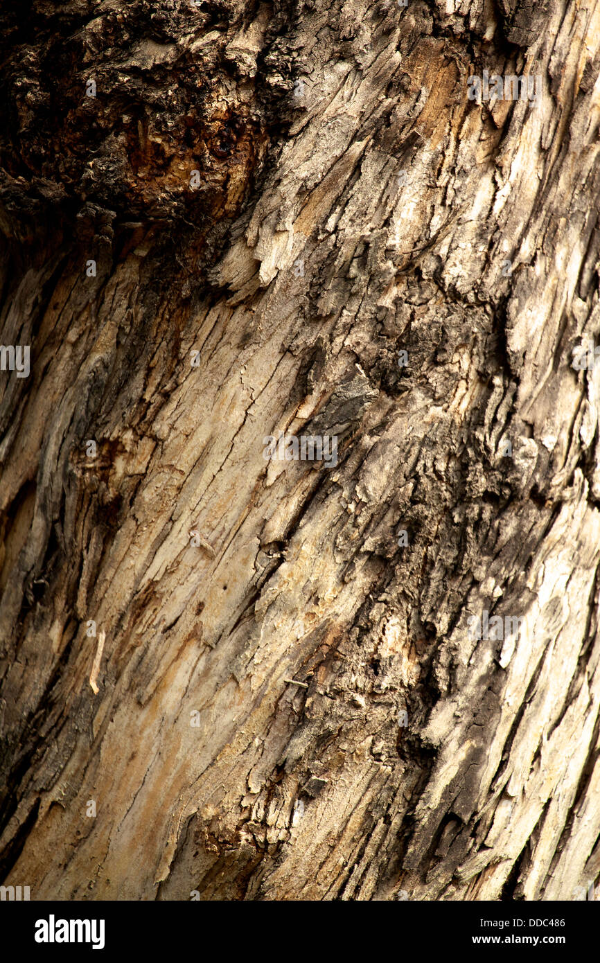 bark of tree texture Stock Photo - Alamy