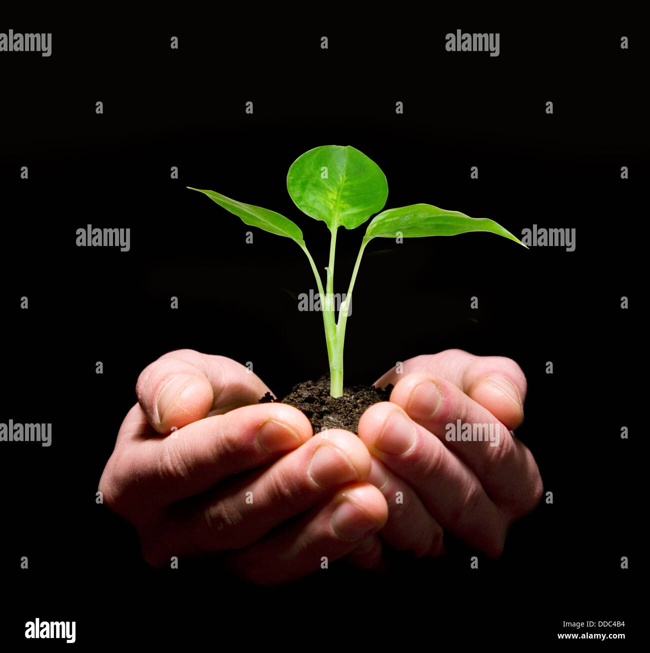 Hands holding sapling in soil Stock Photo - Alamy