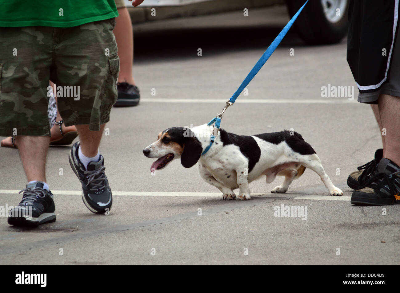 Straining on the leash hi-res stock photography and images - Alamy