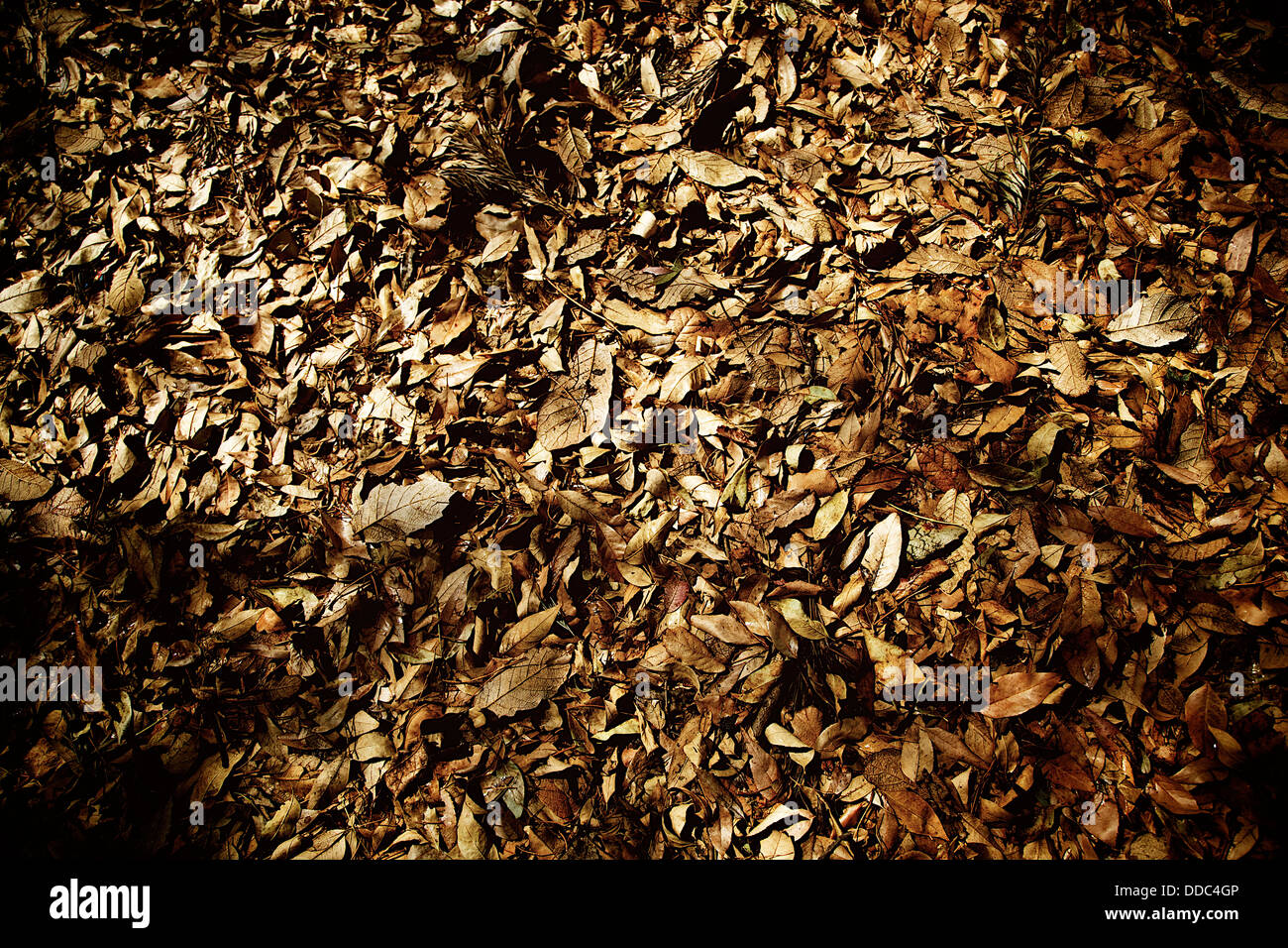 Dried forest leaves Stock Photo - Alamy
