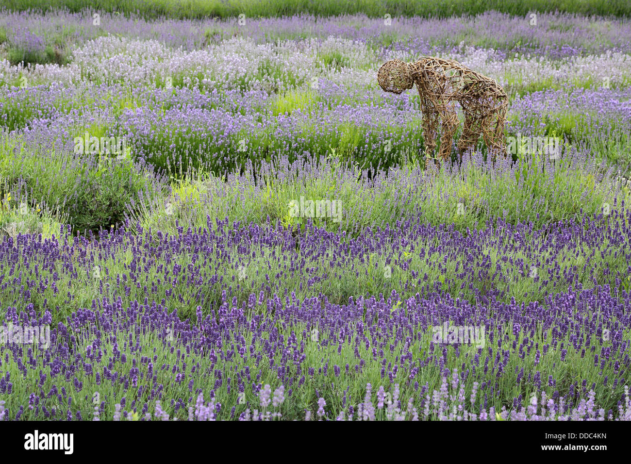 Norfolk lavender farm hi-res stock photography and images - Alamy