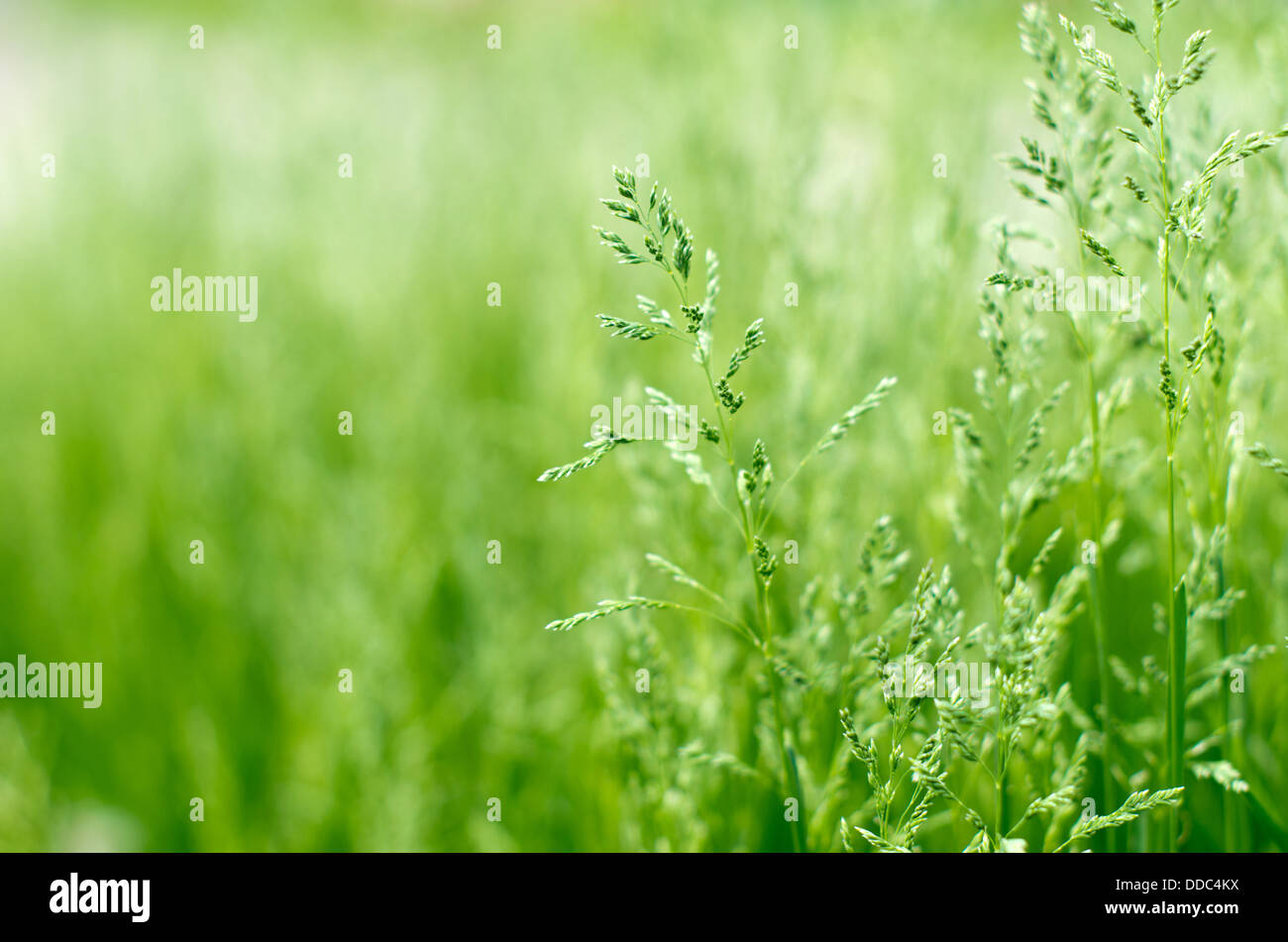 Green grass is blurred hi-res stock photography and images - Alamy