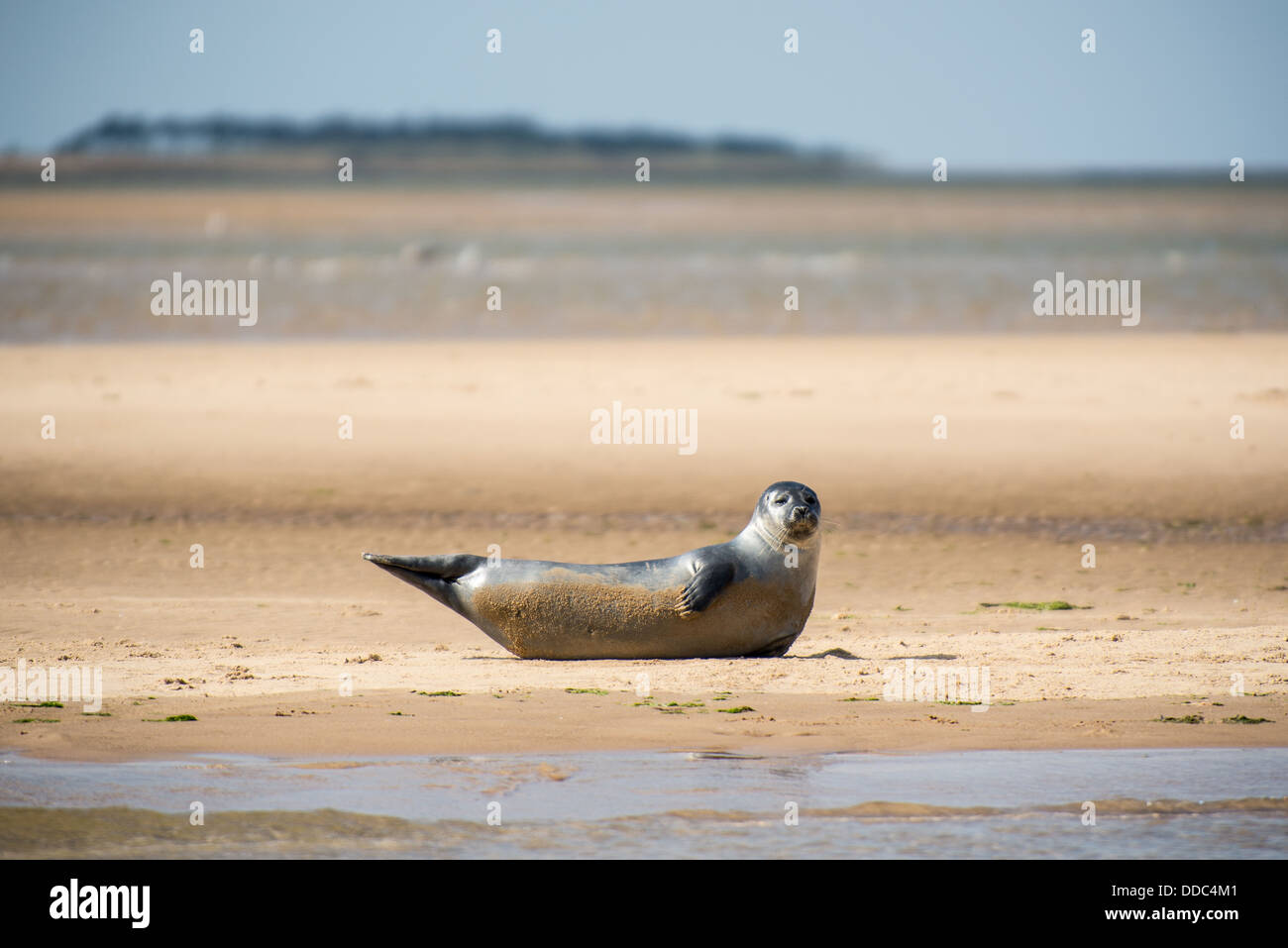 Common Seal Fins High Resolution Stock Photography and Images - Alamy