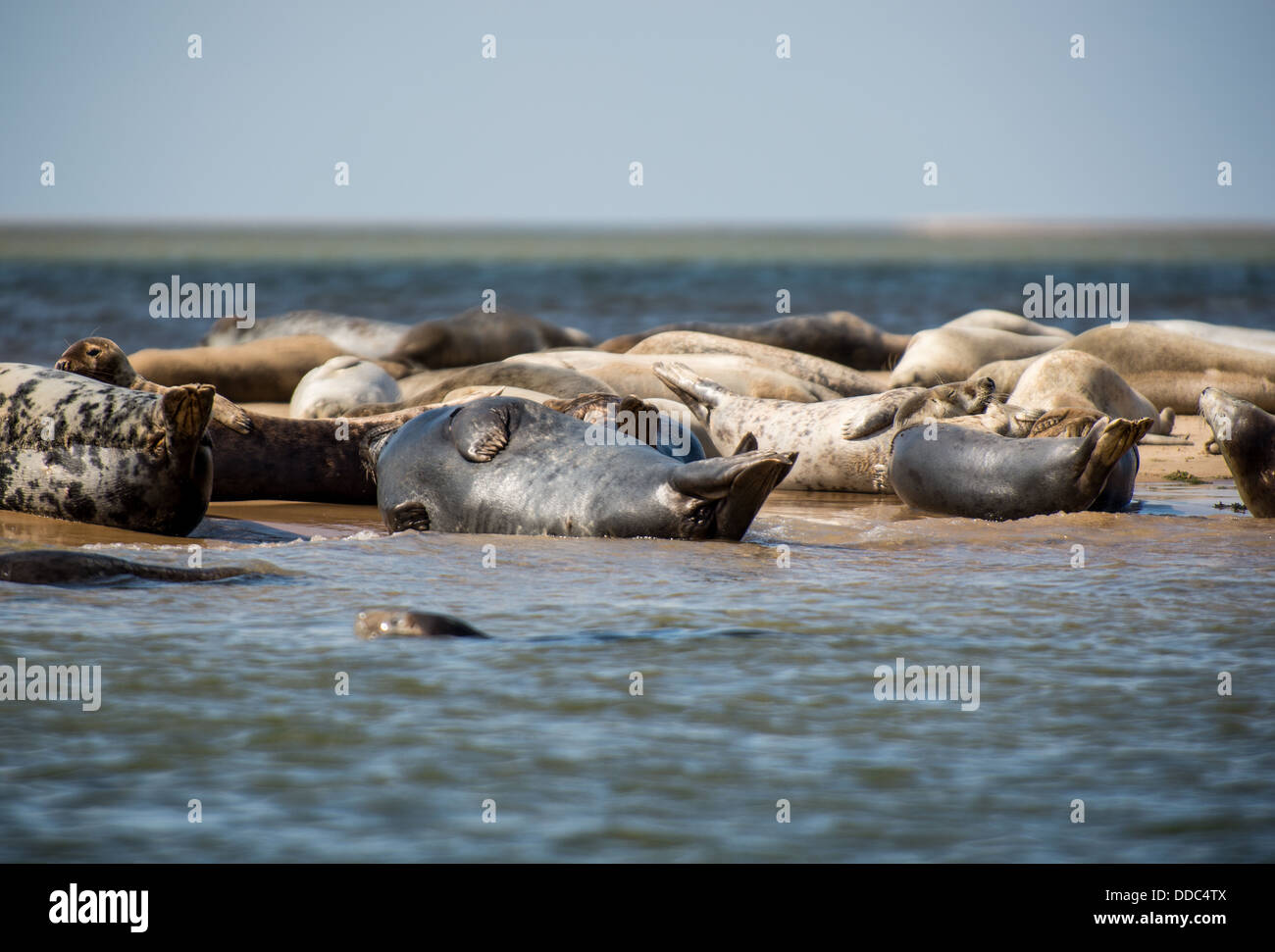 Grey and Common seals basking on Blakeney Point Stock Photo - Alamy