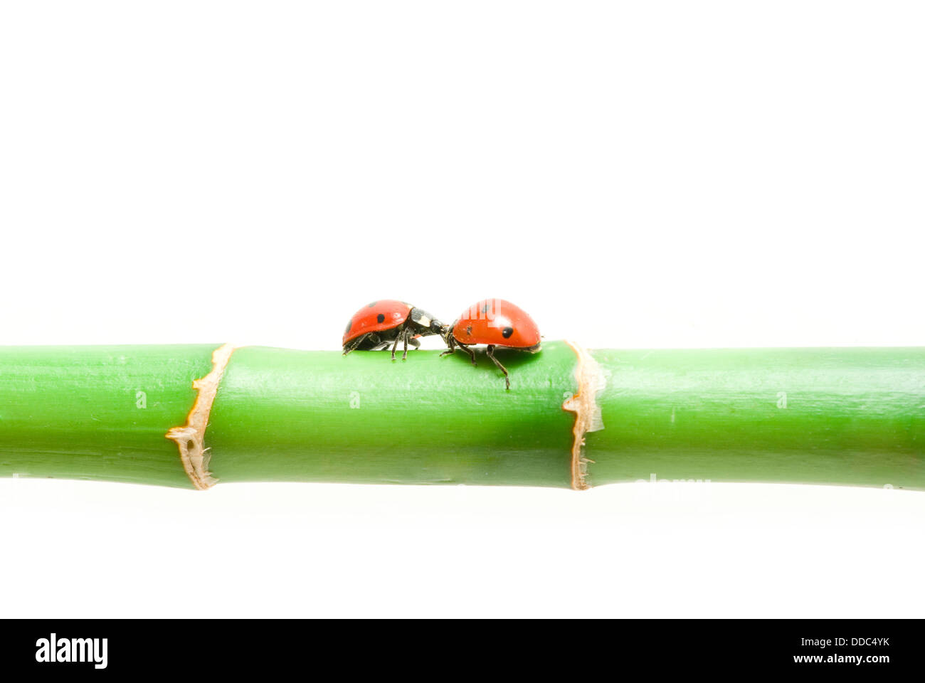 Ladybug antenna hi-res stock photography and images - Alamy