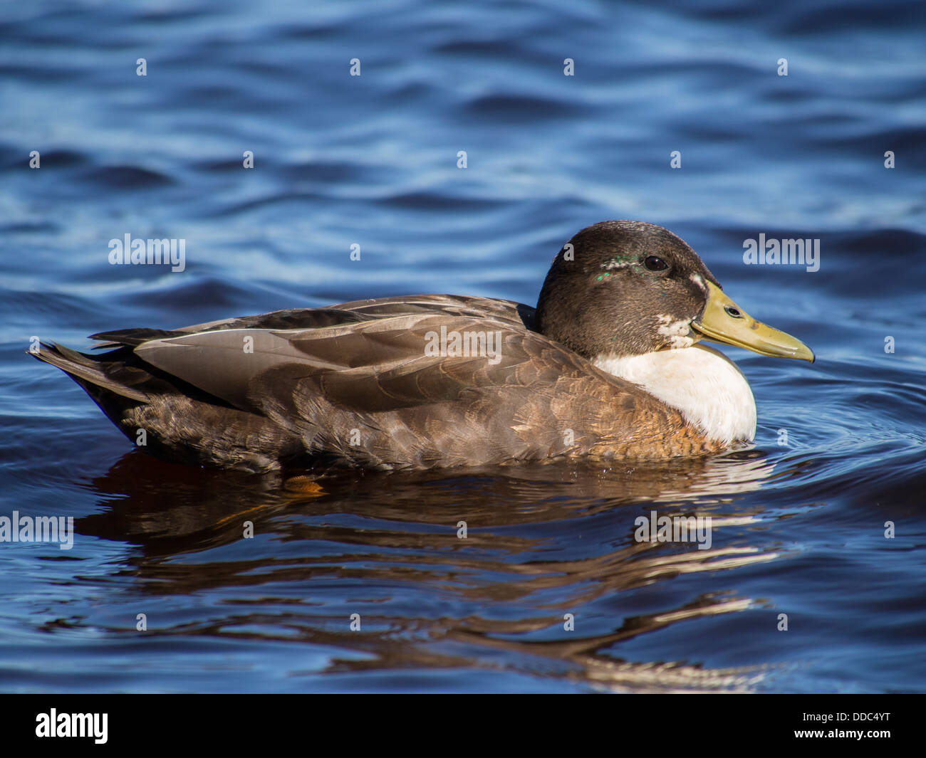 duck on the lake Stock Photo - Alamy