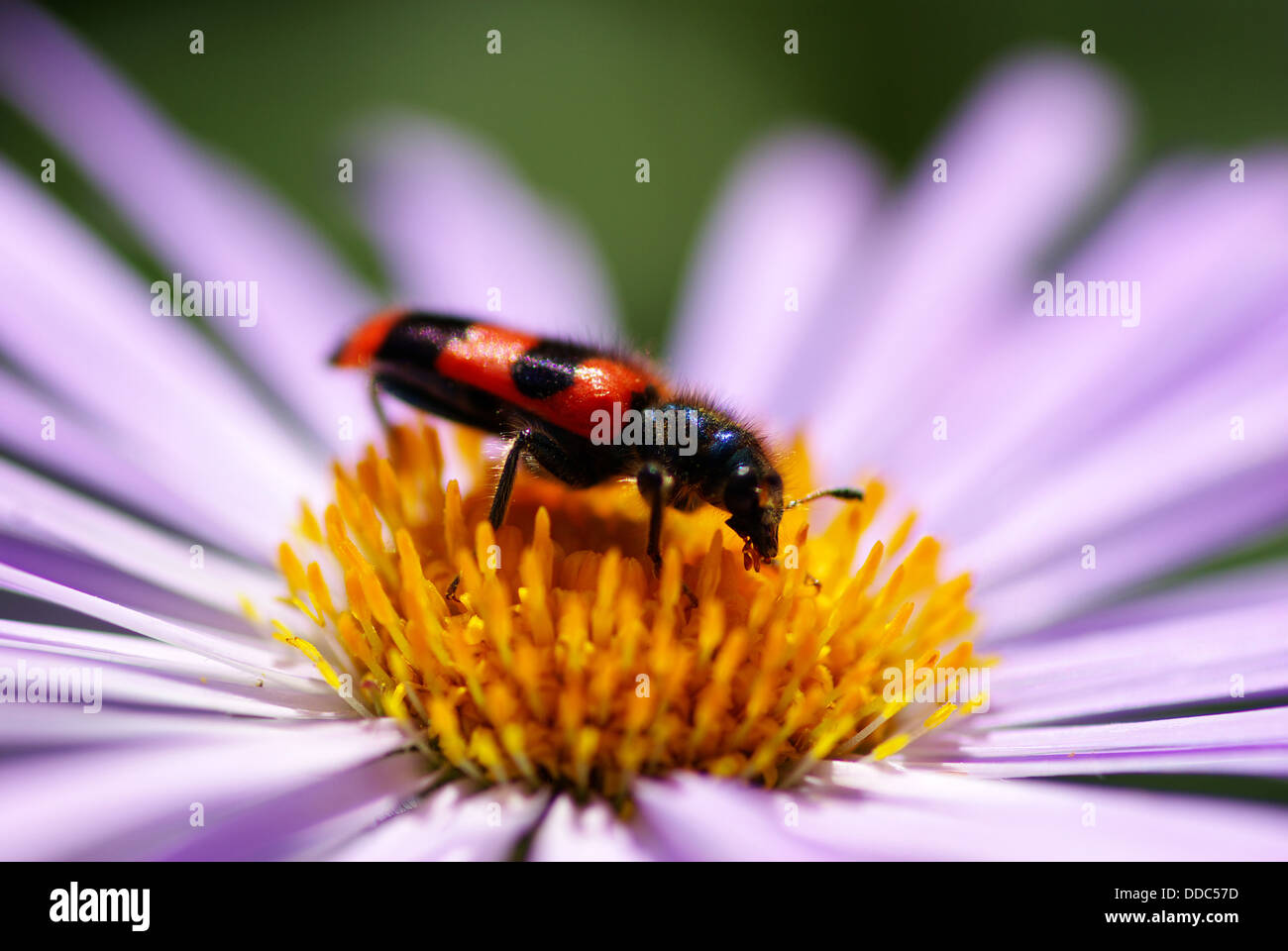flower and insect Stock Photo - Alamy