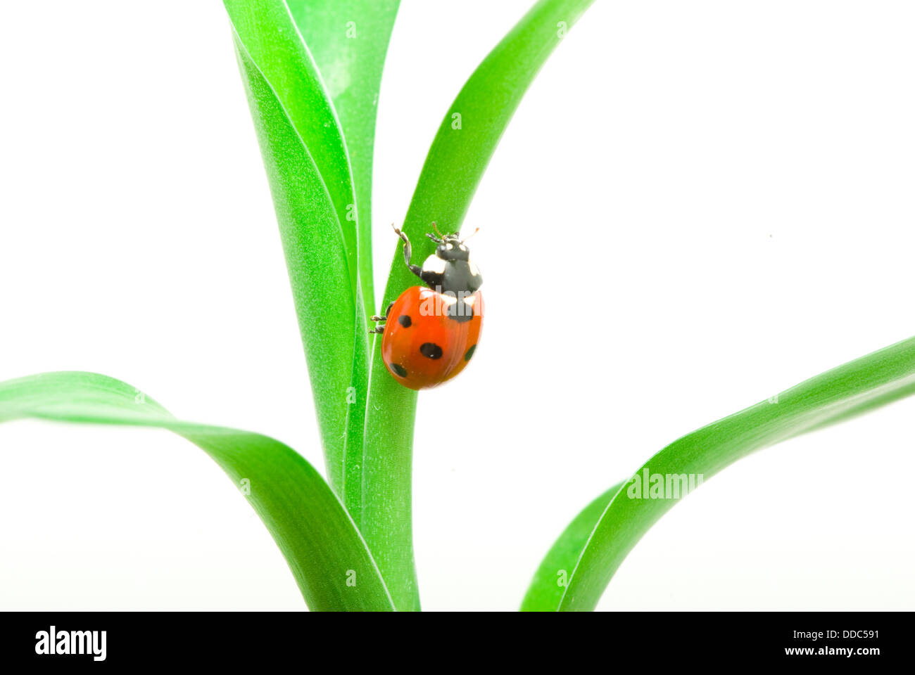 Ladybug antenna hi-res stock photography and images - Alamy