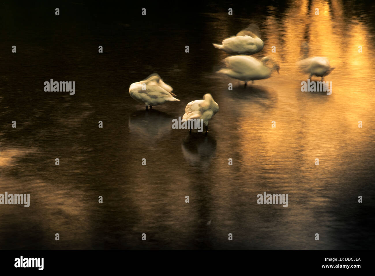 Slow swan hi-res stock photography and images - Alamy