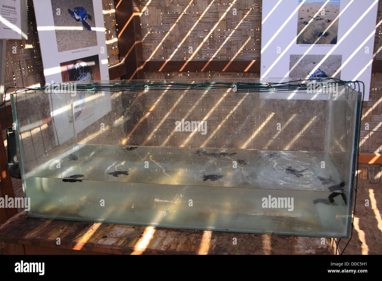 Baby turtle tank at conservation information hut, Lara Bay beach ...