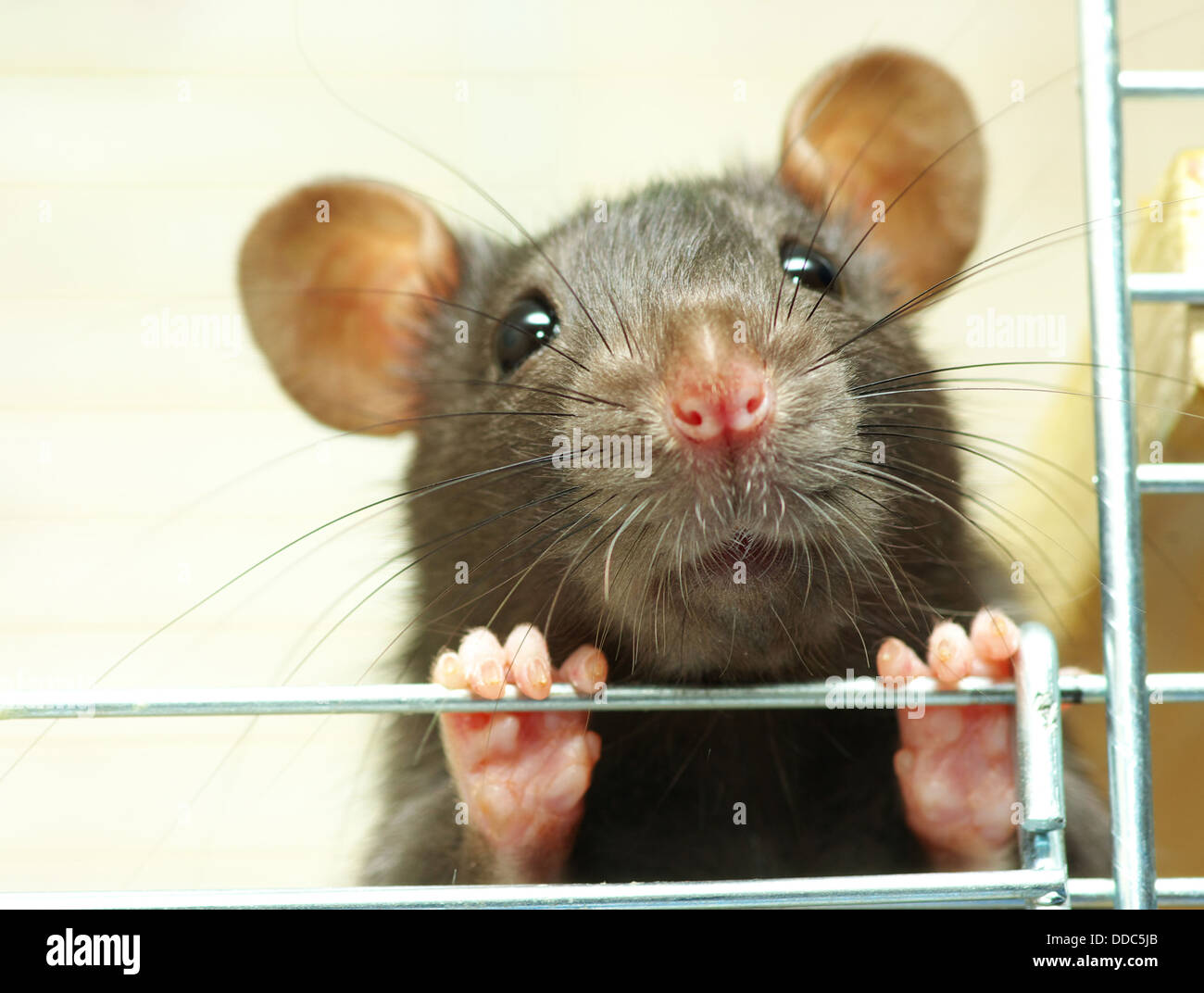 Funny Rat Humor Wallpaper