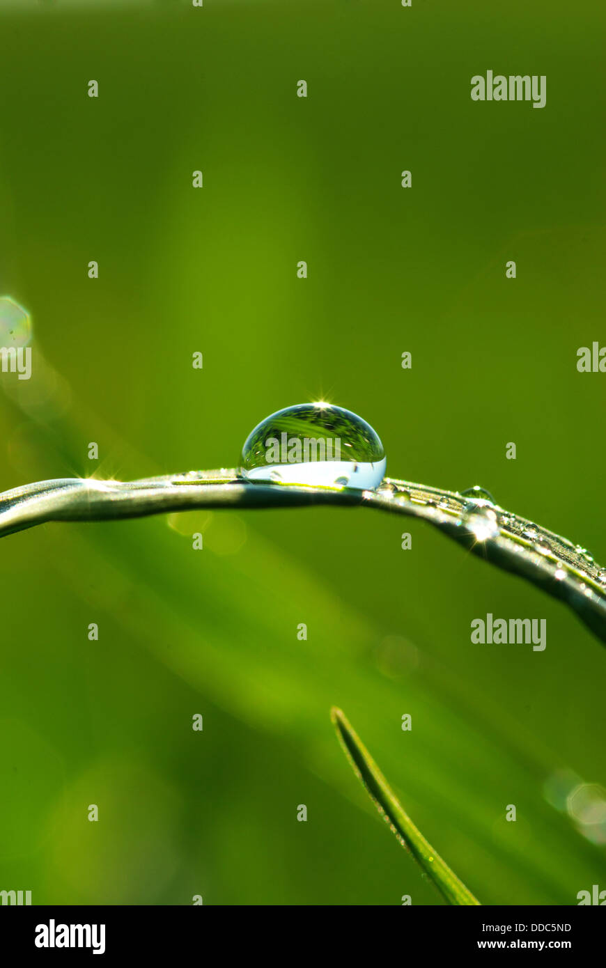 drop on grass Stock Photo - Alamy