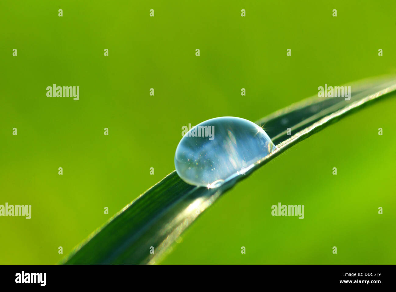 drop on grass Stock Photo - Alamy