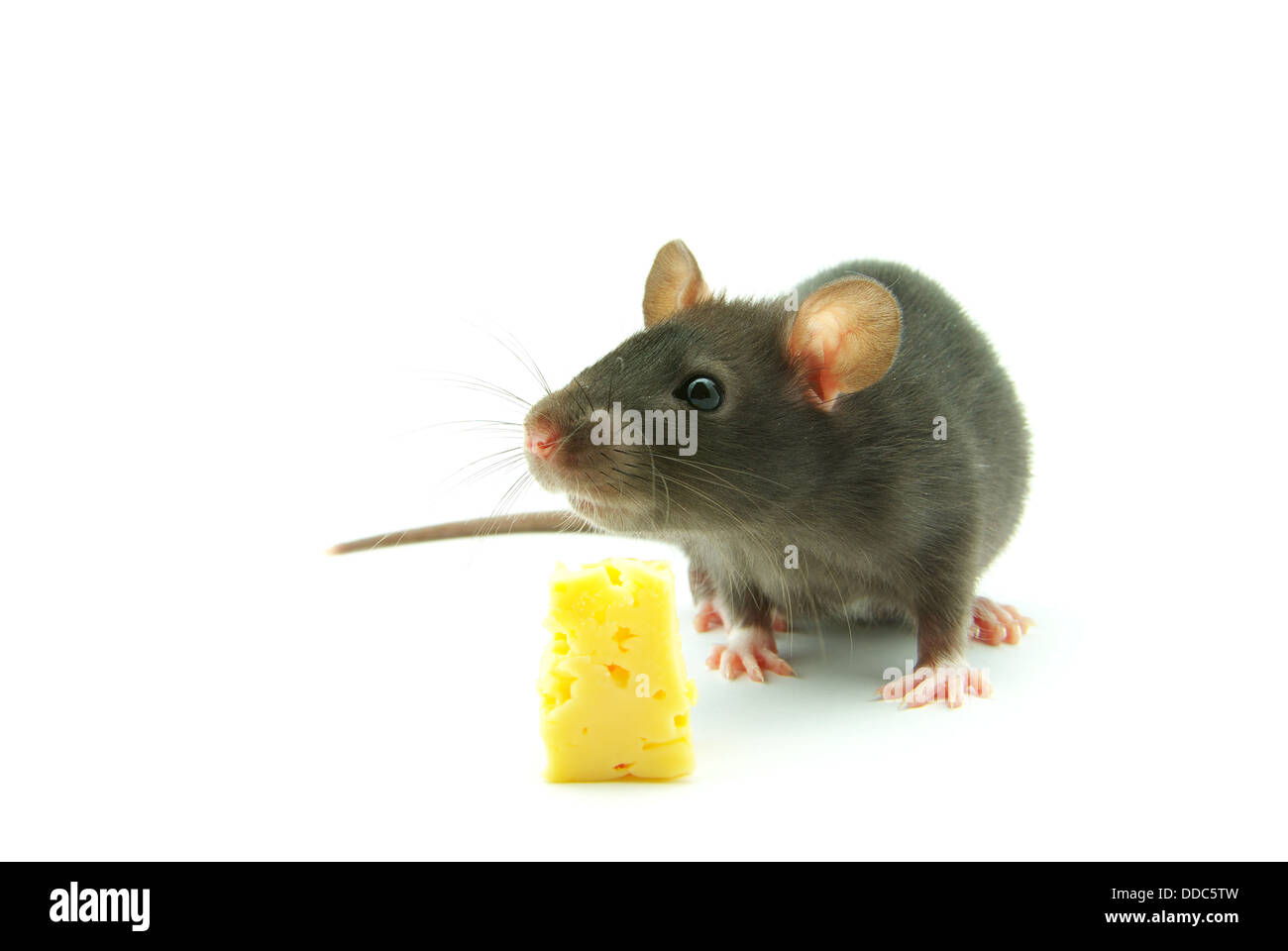 Mouse smell Cut Out Stock Images & Pictures - Alamy