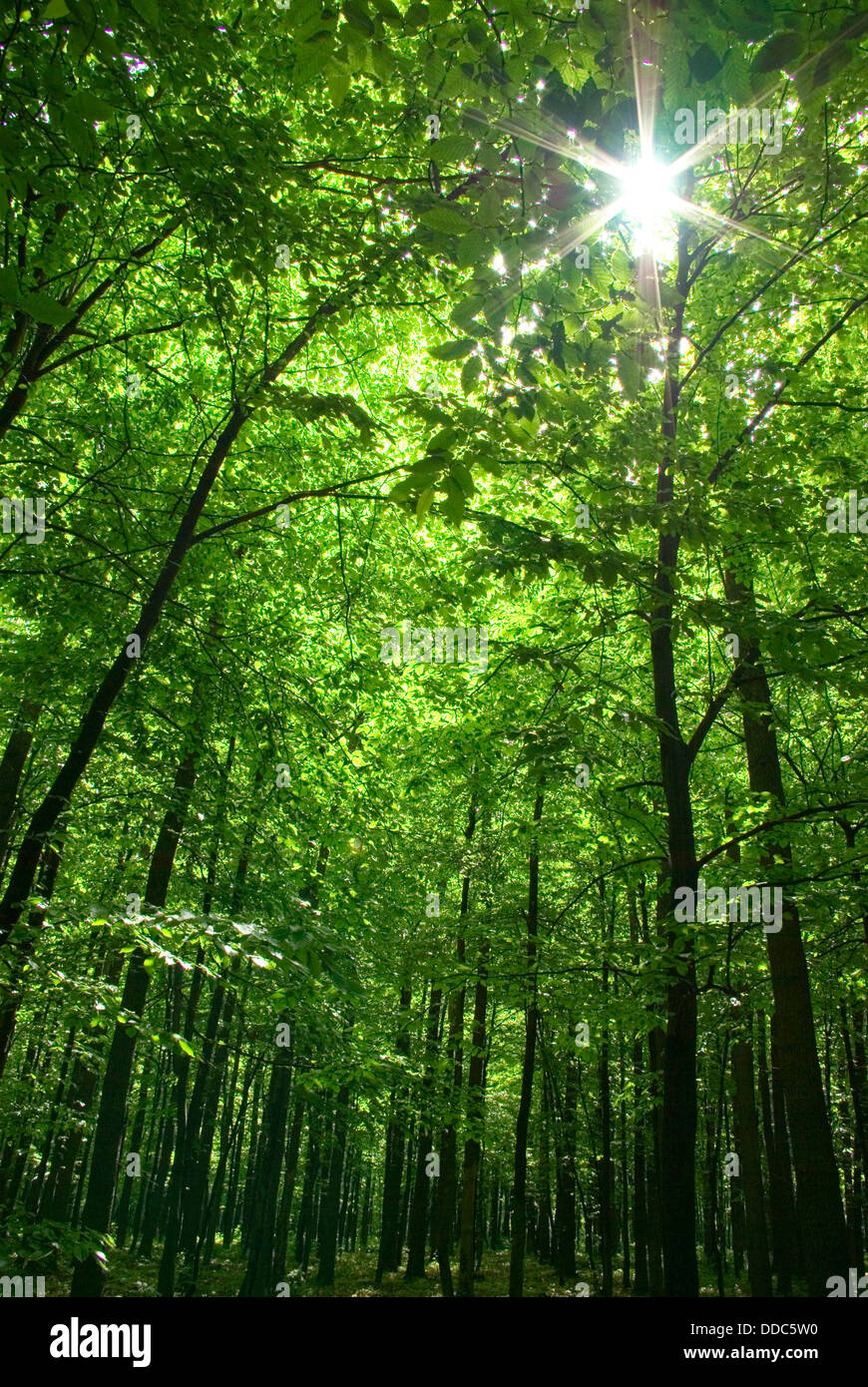 sun in forest Stock Photo - Alamy