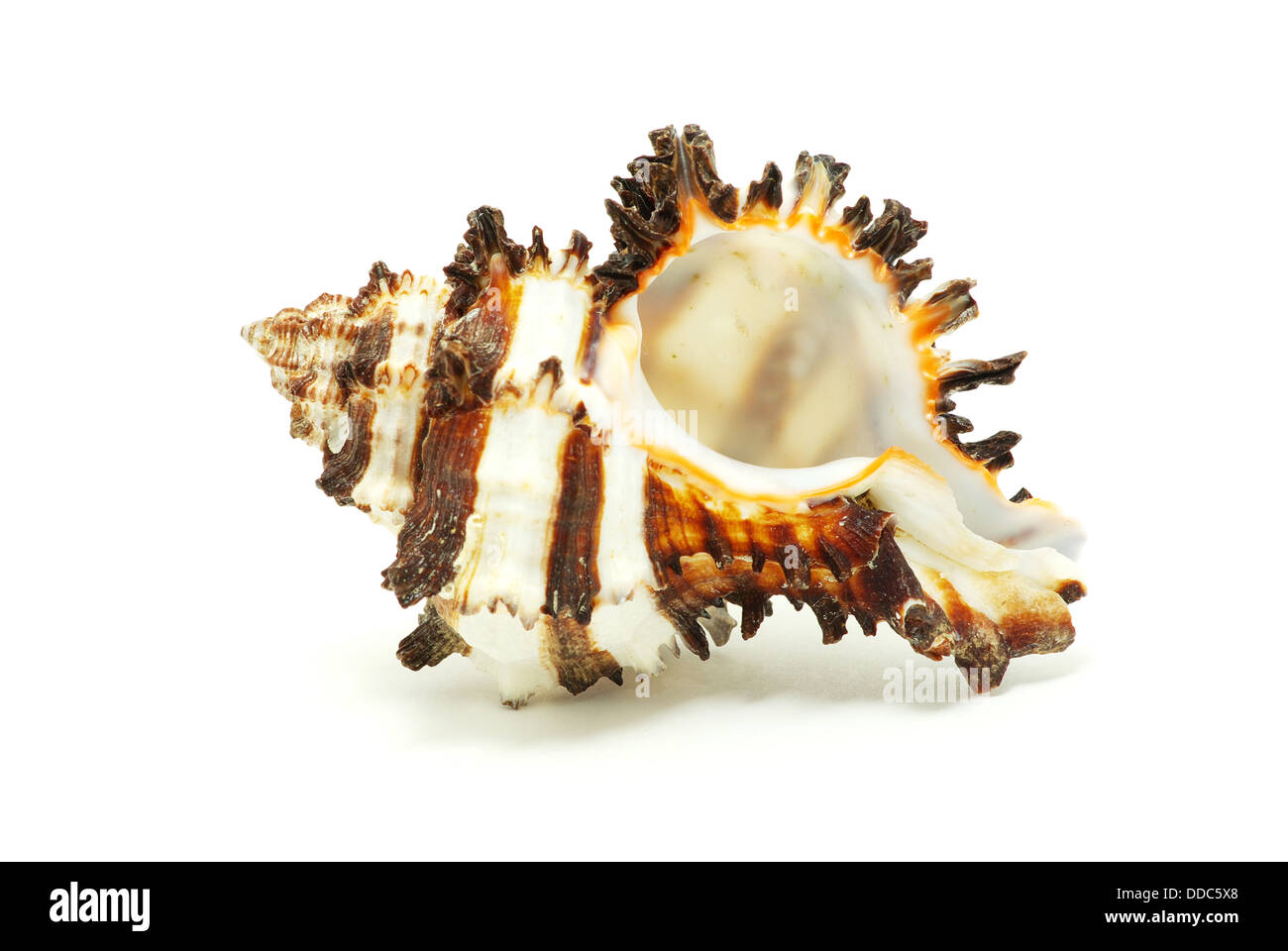 Shell decoration Cut Out Stock Images & Pictures - Alamy