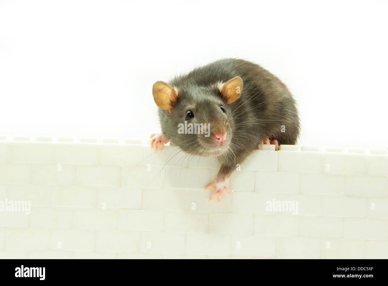 Funny rat hi-res stock photography and images - Alamy