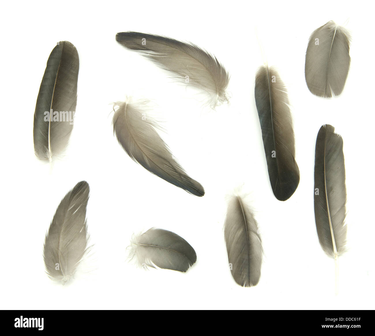 Falling feathers hi-res stock photography and images - Alamy