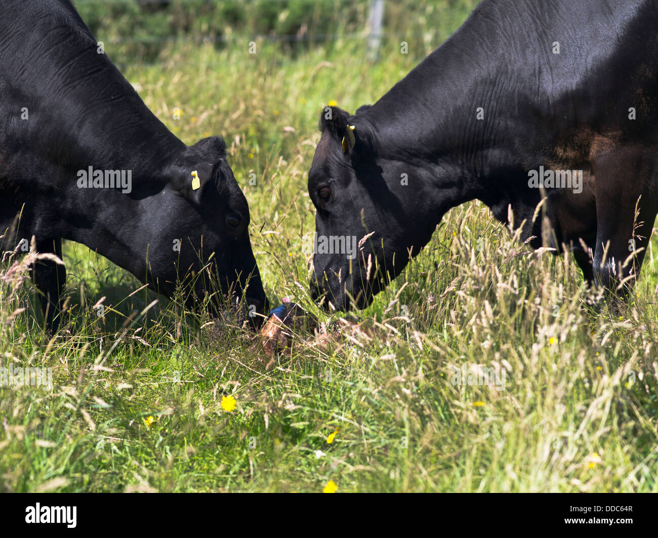 dh COWS UK Two Aberdeen Angus crossbreed cows licking newly born calf ...