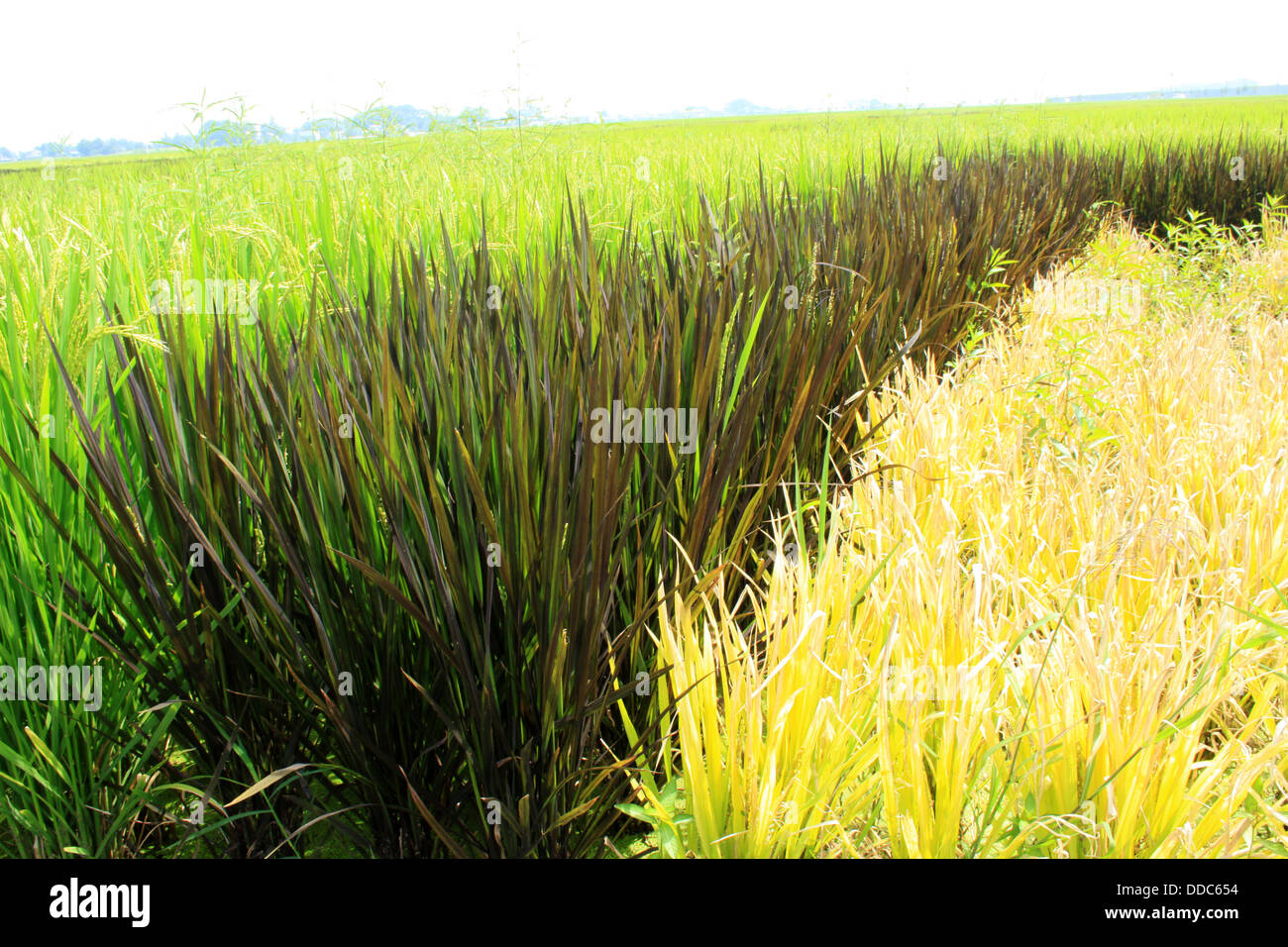 Tanbo Art; Giant pictures in rice fields using several different ...