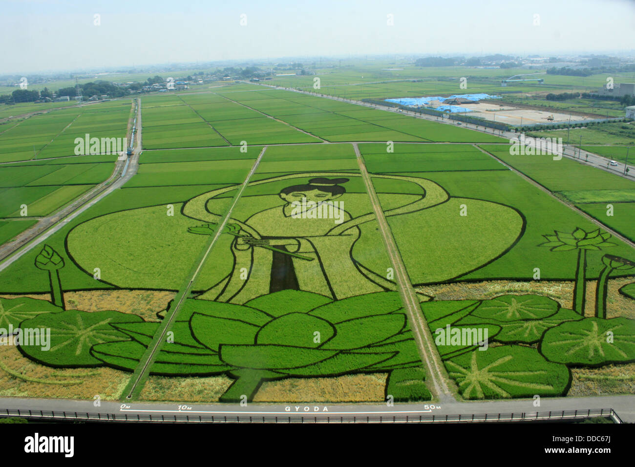 Tanbo Art; Giant pictures in rice fields using several different ...