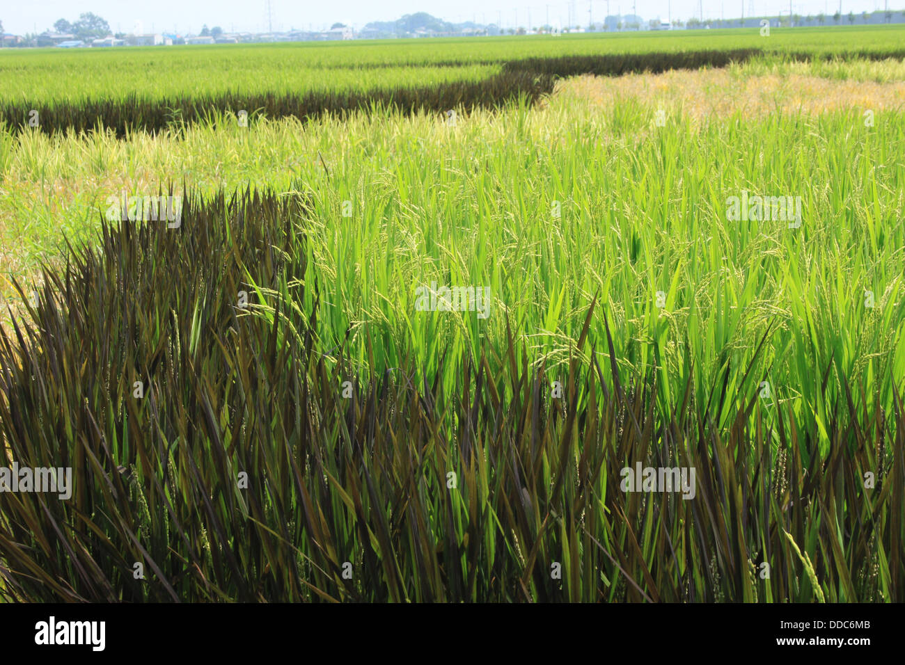 Tanbo Art; Giant pictures in rice fields using several different ...
