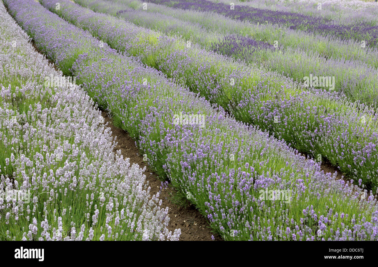 fields of lavender at the norfolk lavender farm at heacham norfolk ...