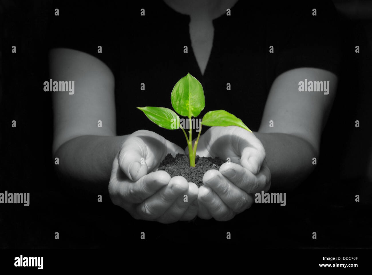 hands holding seedling Stock Photo - Alamy