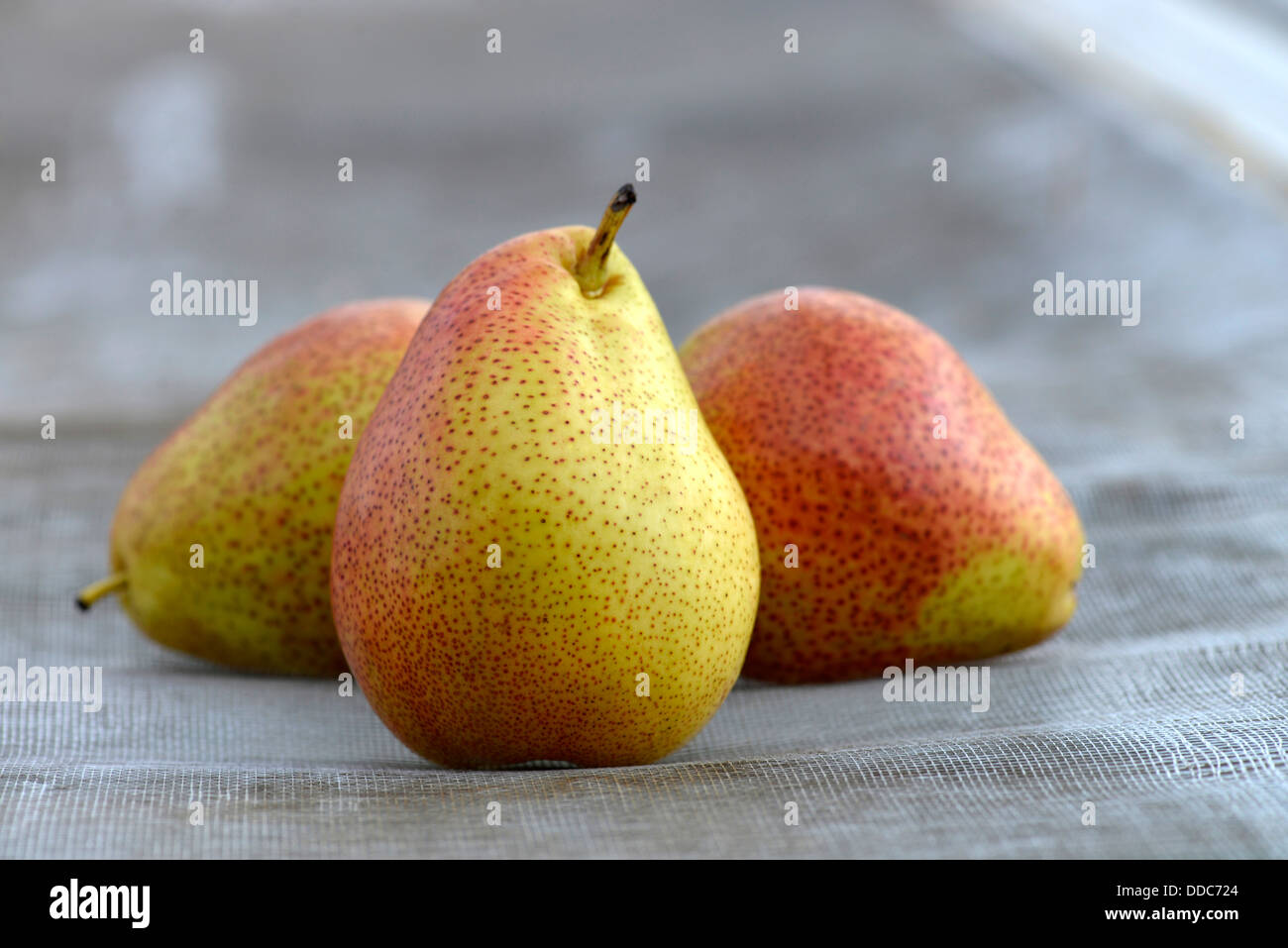 Forelle pear tree hi-res stock photography and images - Alamy