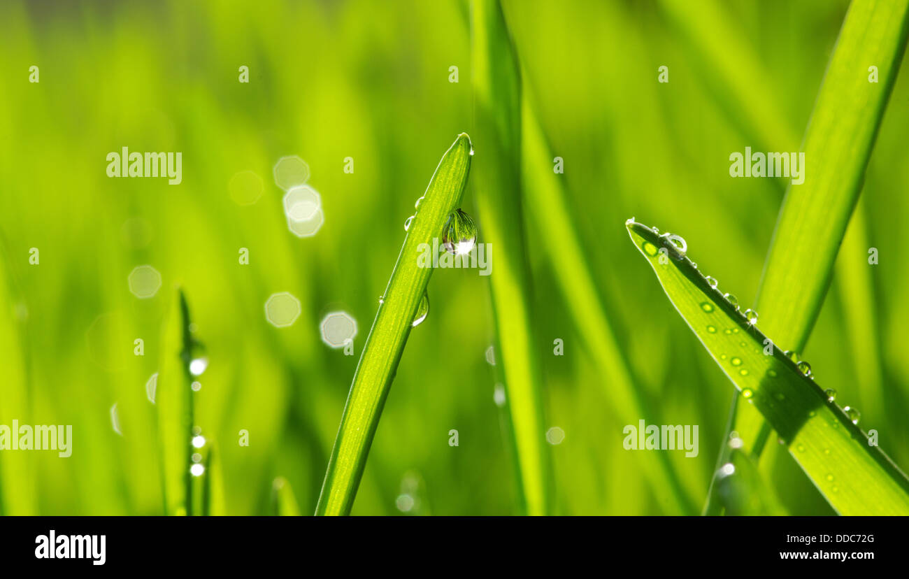 drop on grass Stock Photo - Alamy