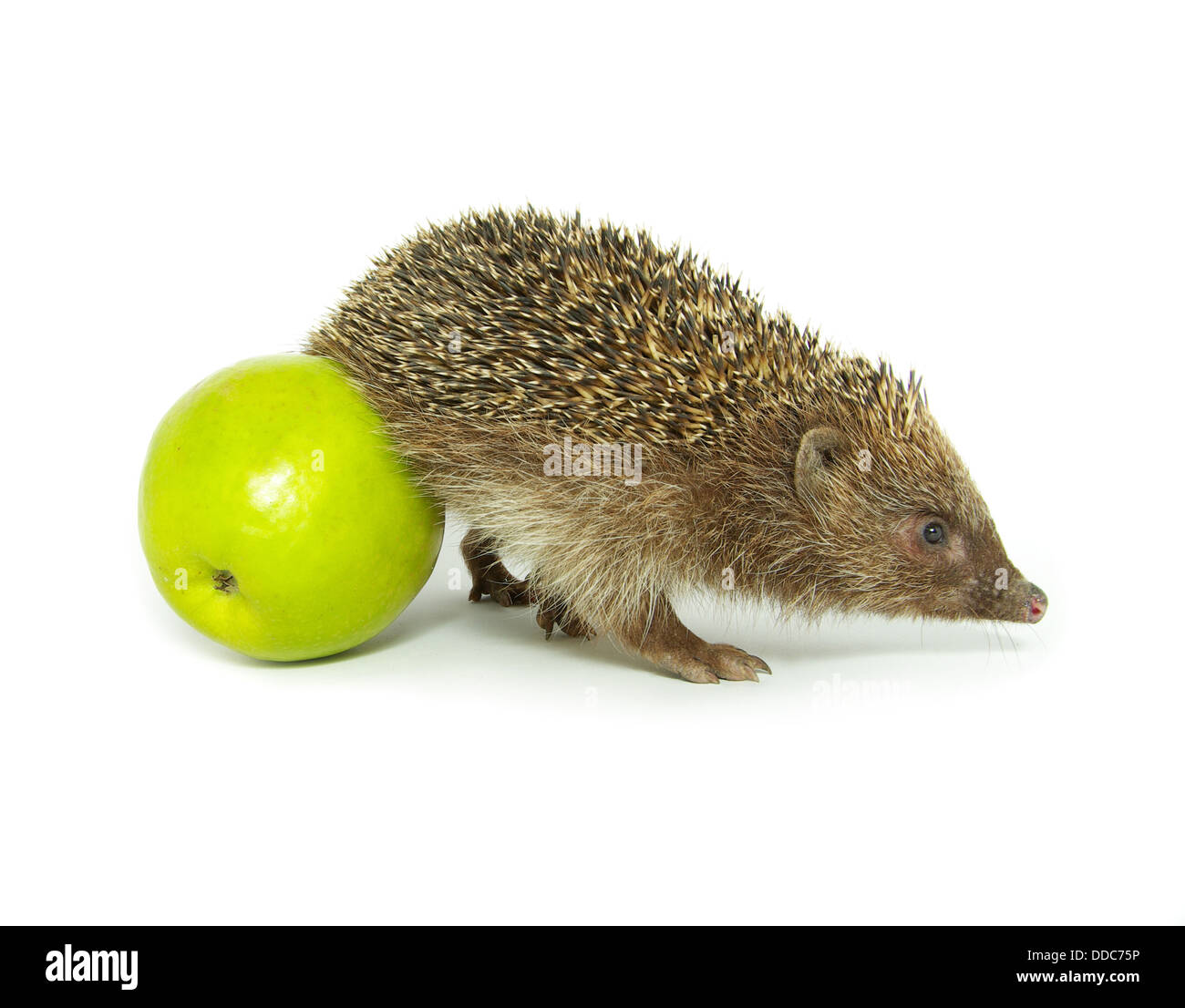 hedgehog and apple Stock Photo - Alamy