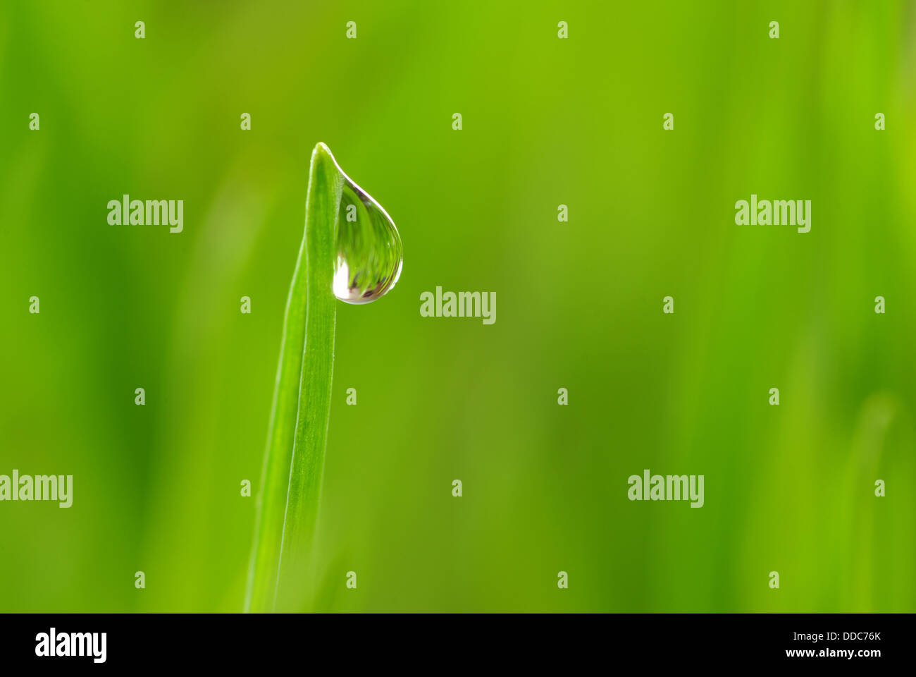 drop on grass Stock Photo - Alamy