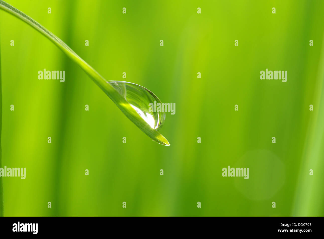 drop on grass Stock Photo - Alamy