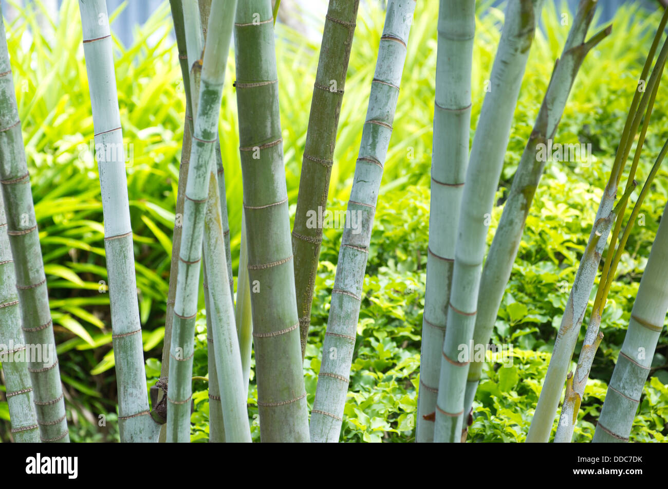 Bamboo tree brown hi-res stock photography and images - Alamy