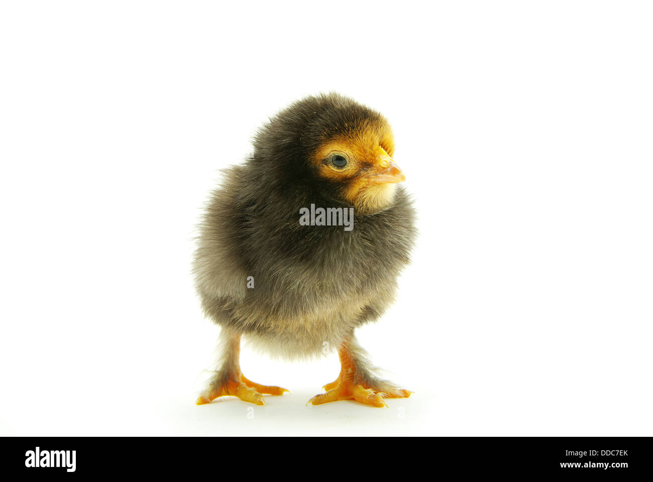 Cute baby hen hi-res stock photography and images - Alamy