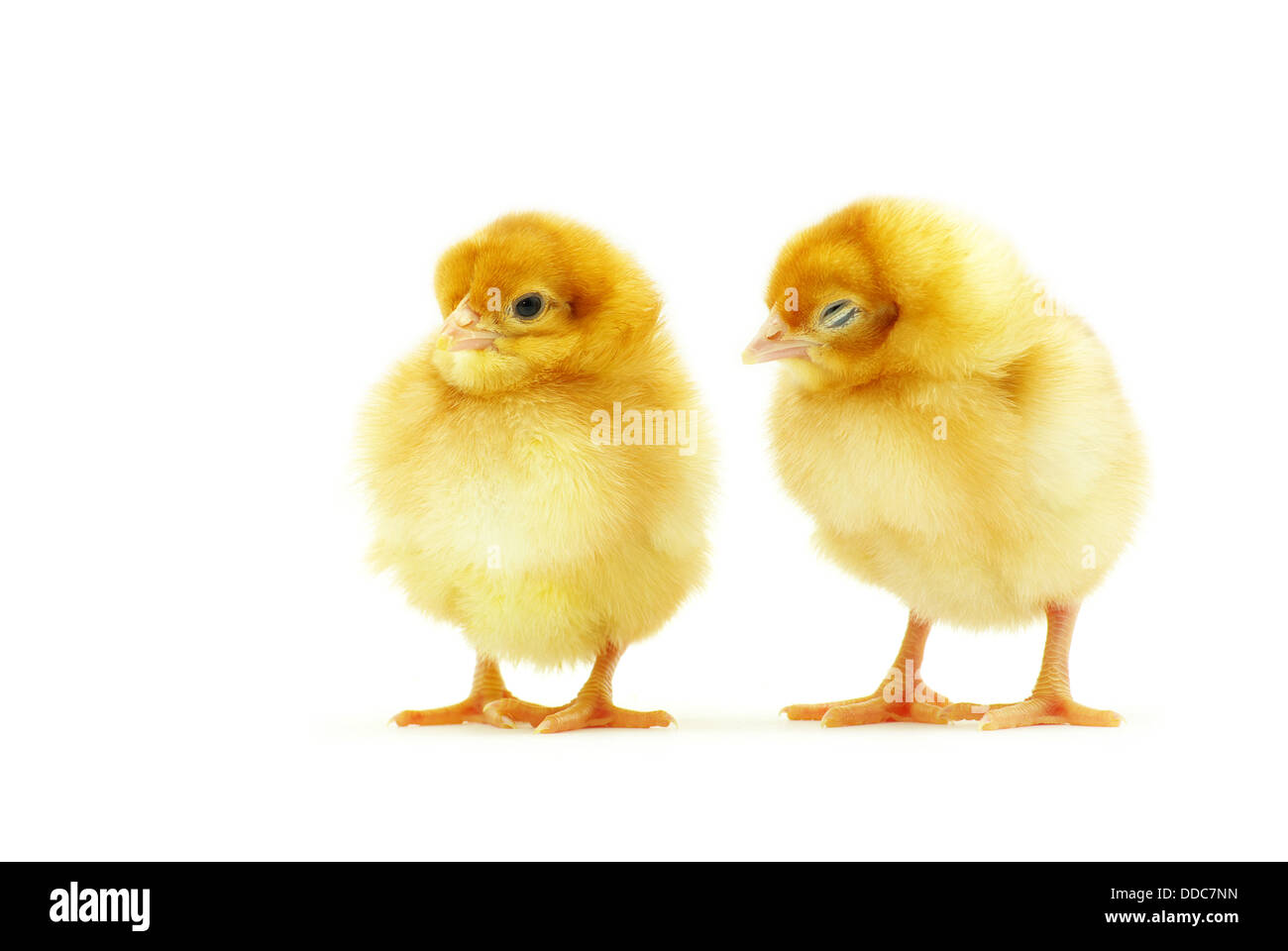 Baby hatch Cut Out Stock Images & Pictures - Alamy