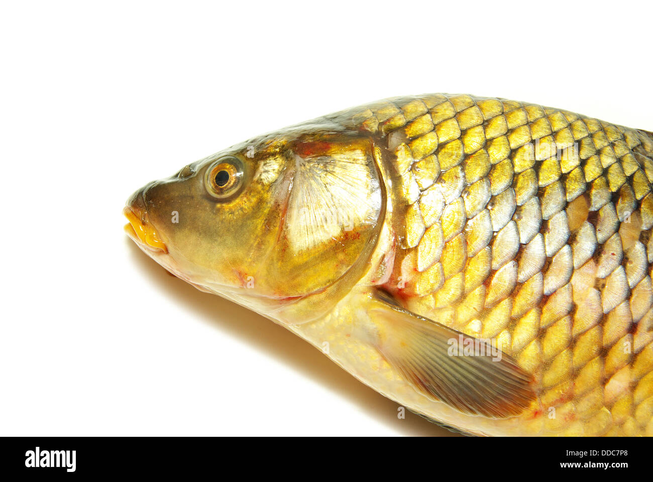 Cold storage fish hi-res stock photography and images - Alamy