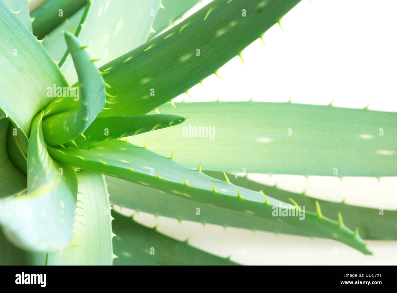 Aloe spike hi-res stock photography and images - Alamy