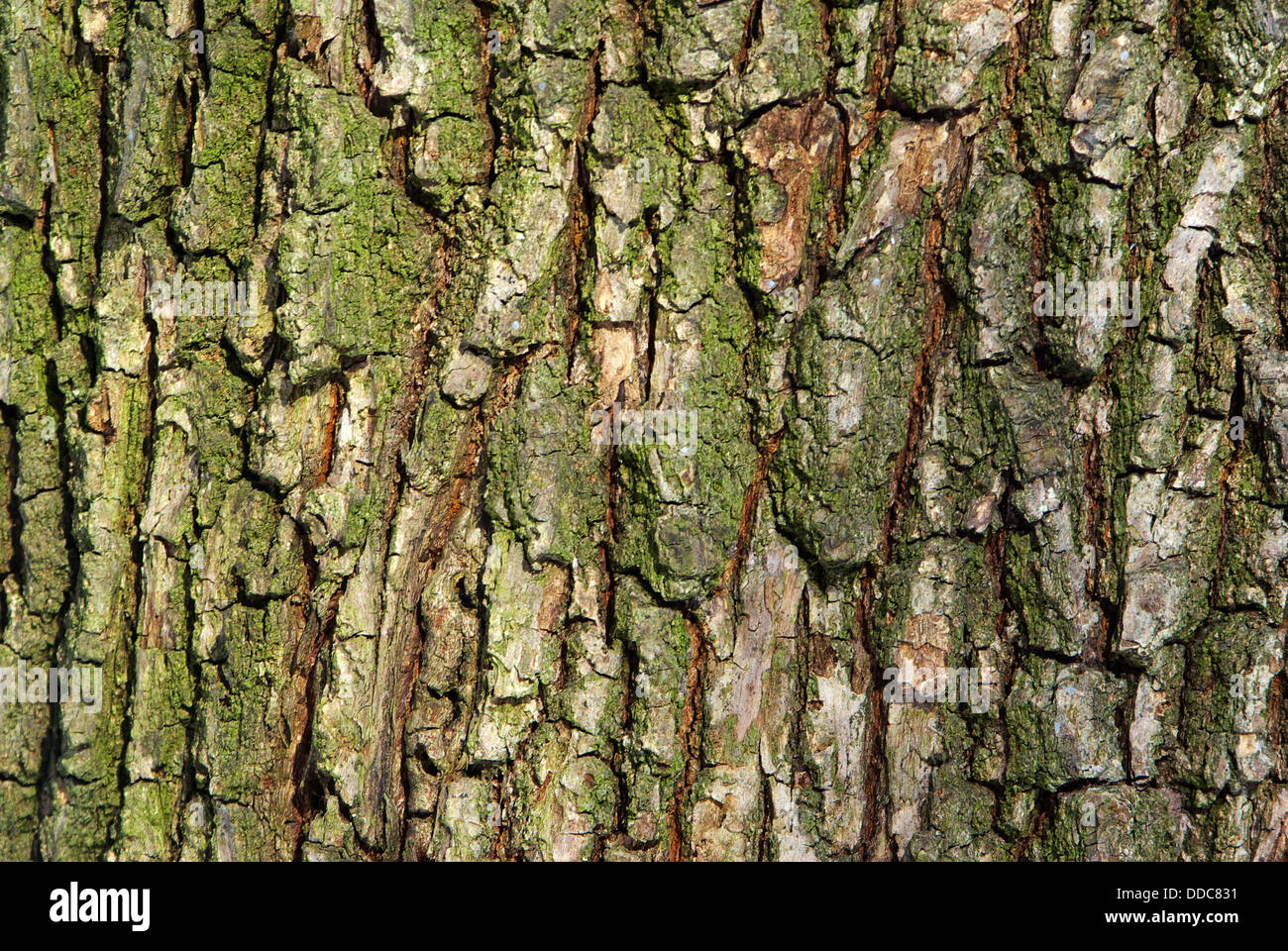 Coarse foliage hi-res stock photography and images - Alamy