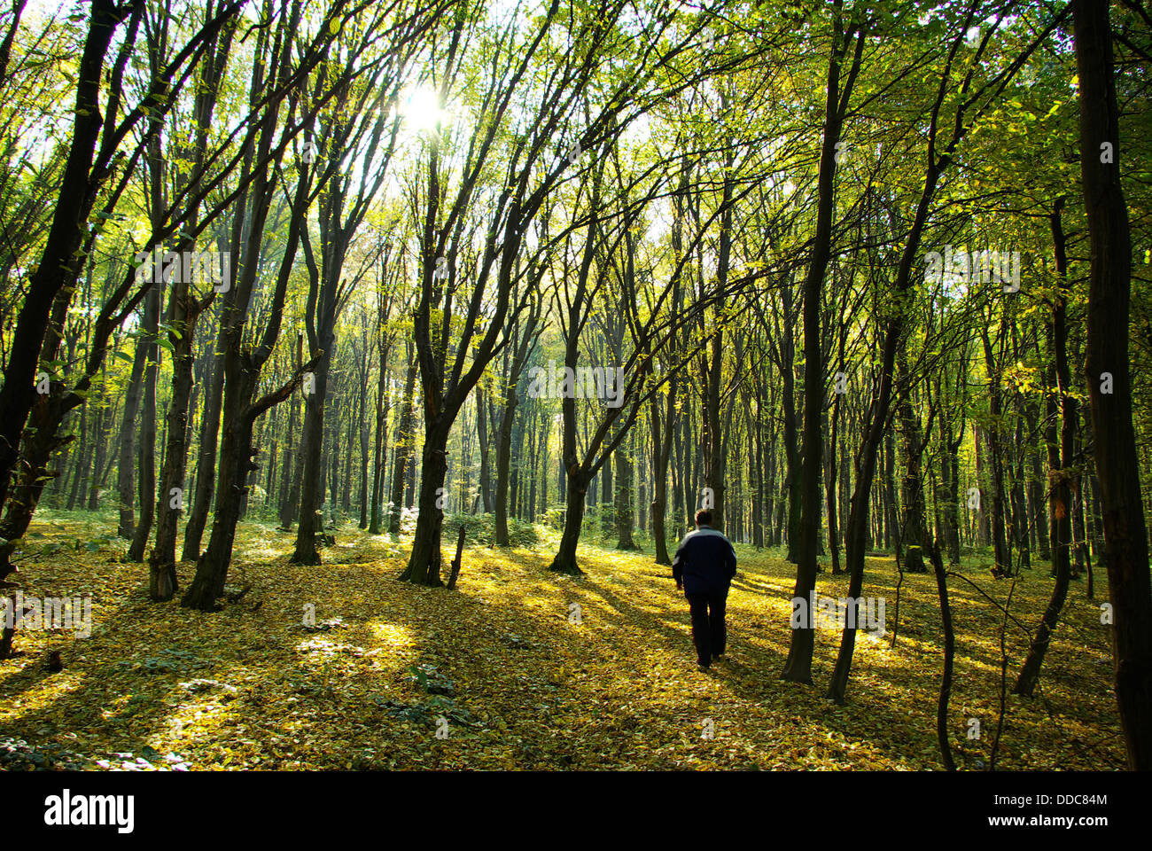 Foliage forest hi-res stock photography and images - Alamy