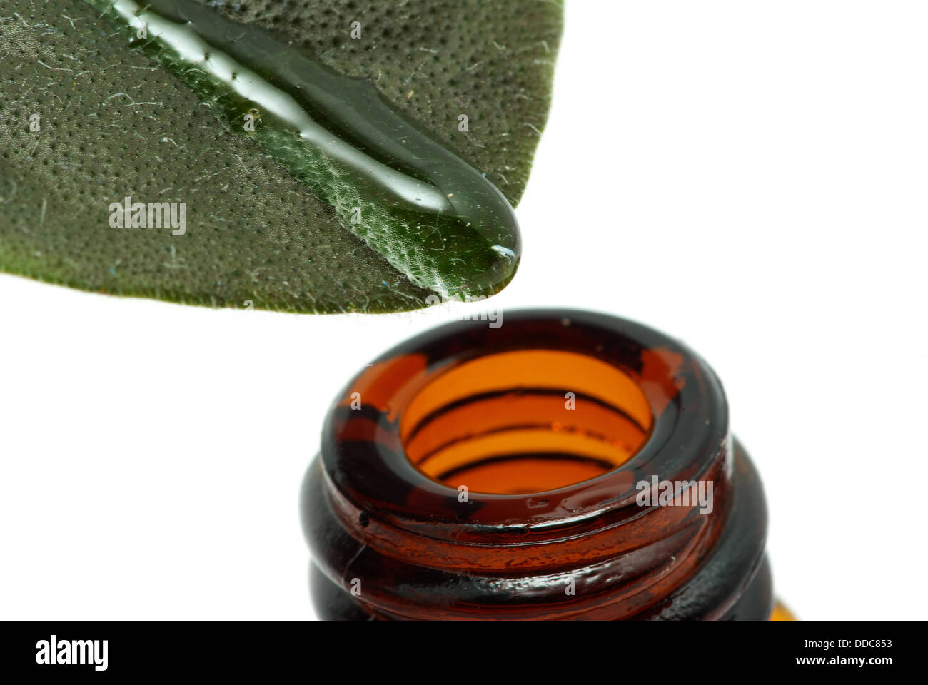 Leaf plants detail flora hi-res stock photography and images - Alamy