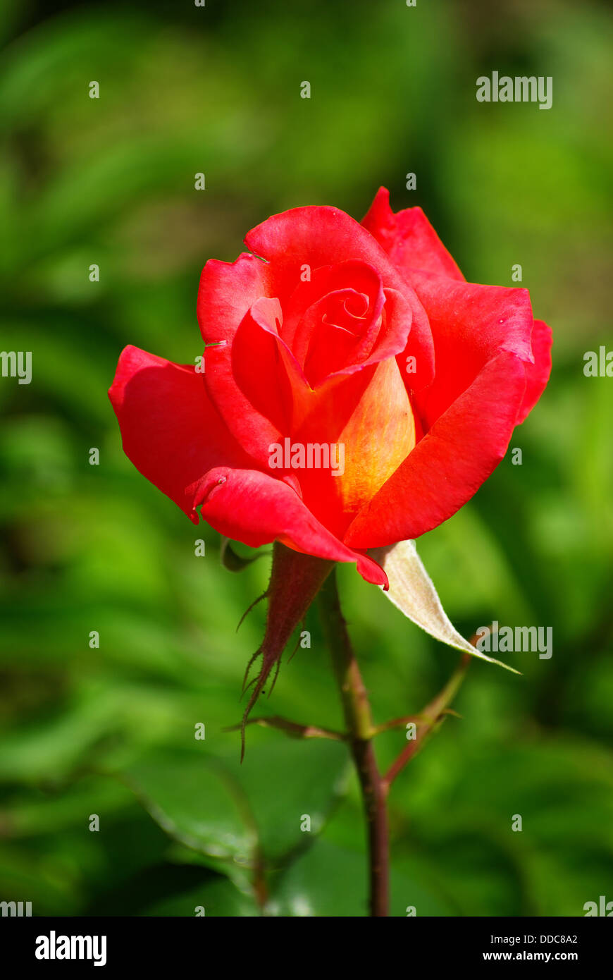 Rose red shoot hi-res stock photography and images - Alamy
