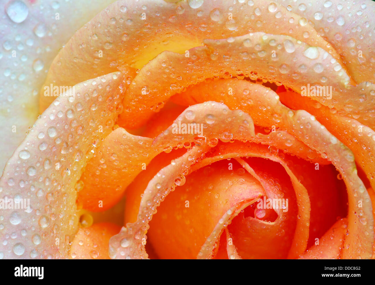 rose with drops Stock Photo - Alamy