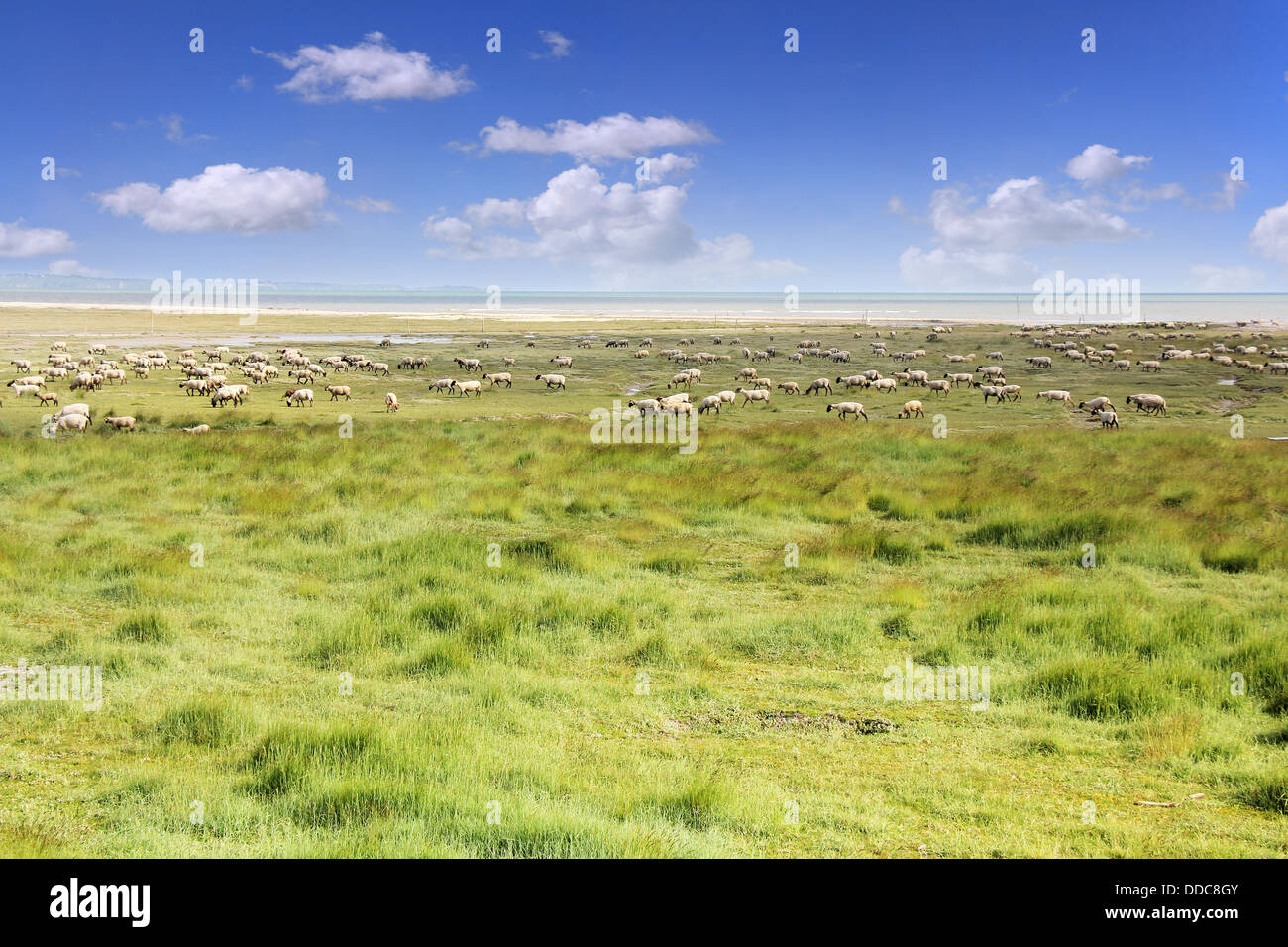 A lot sheep on the beautiful green meadow Stock Photo - Alamy
