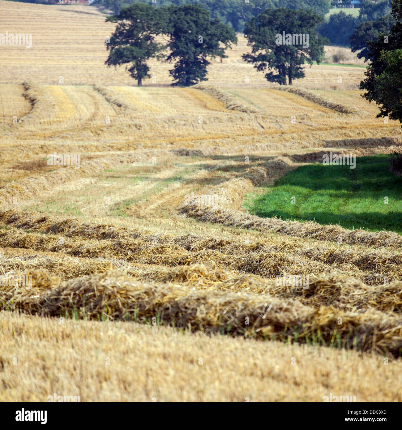 Cut Hay Lying in Field Waiting to be Gathered-in Stock Photo - Alamy