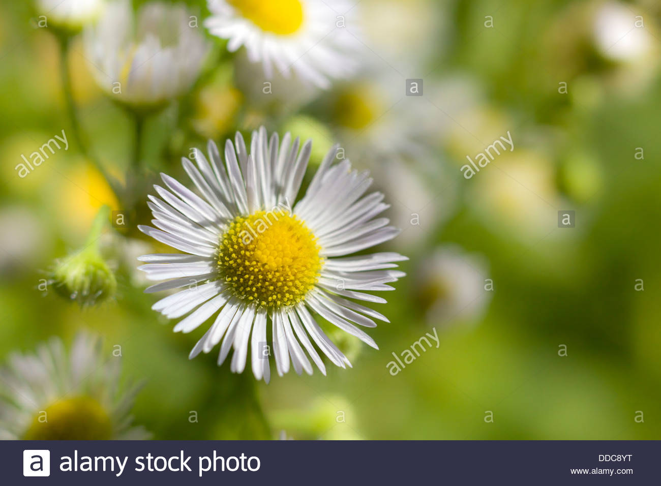 Rough Fleabane High Resolution Stock Photography and Images - Alamy