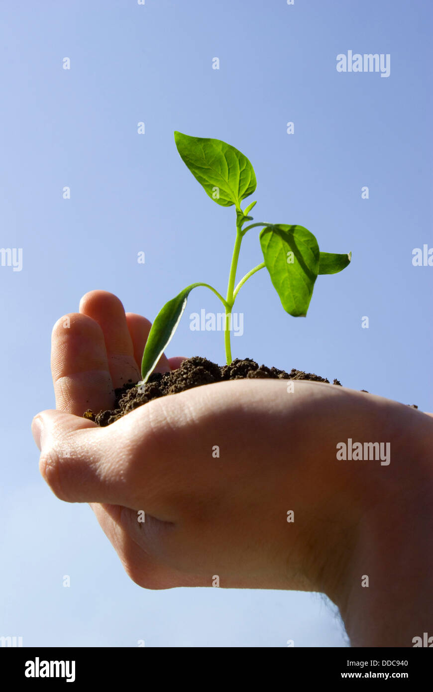 plant in hand Stock Photo - Alamy