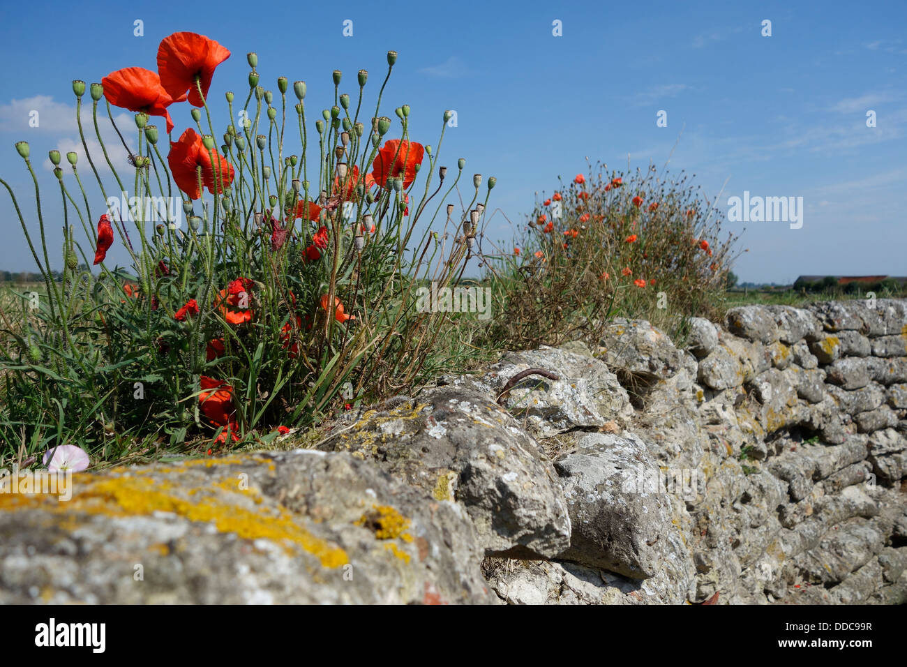 Poppies growing on sandbags of First World War One trench at WW1 ...