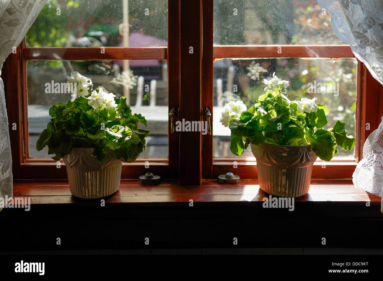 Flowerpots in a window Stock Photo - Alamy